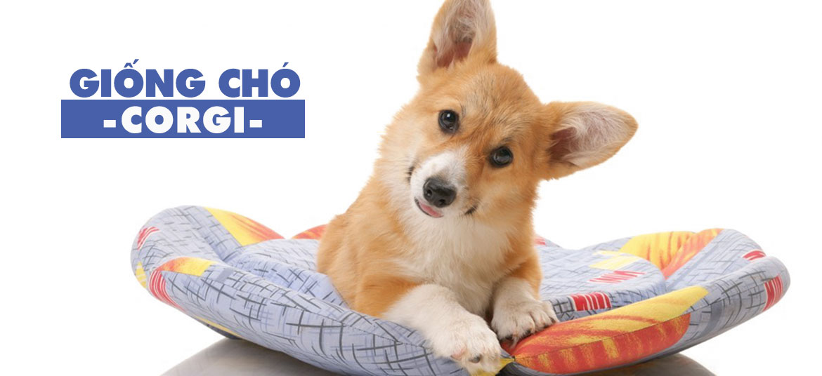 Chó chân ngắn Corgi | Giá chó Corgi thuần chủng cập nhật mới nhất