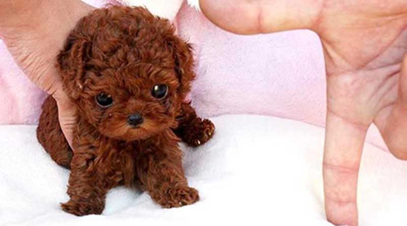 Khái niệm về chó Teacup. Các giống chó Teacup có giá bao nhiêu?