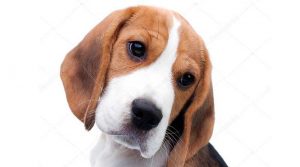 Chó Beagle | Giống chó săn thỏ với chiếc mũi siêu thính