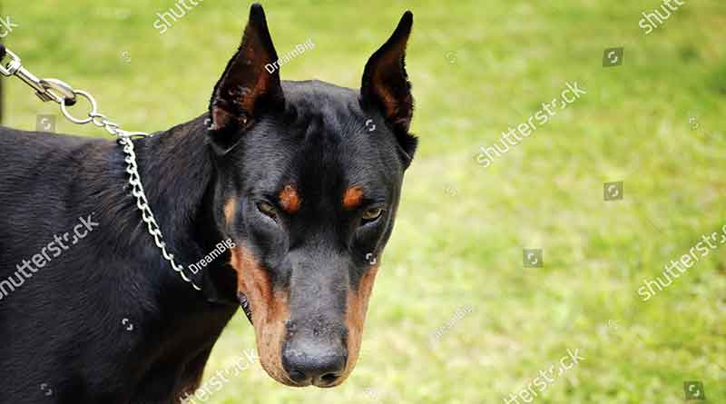 Chó Doberman Pinscher - Giống chó thông minh nhưng hung dữ