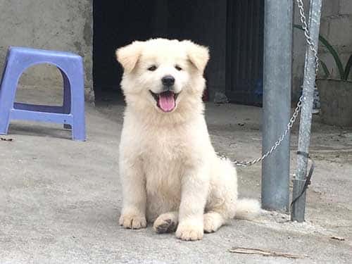 Chó Bắc Hà - Quốc Khuyển Việt Nam - Giá của chó Bắc Hà thuần chủng